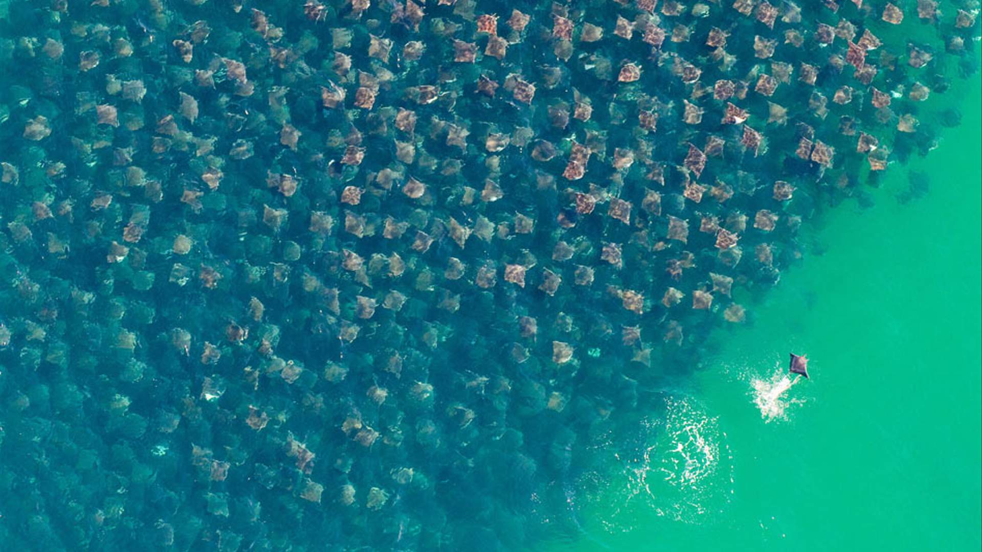 The Year’s Best Environmental Photography - Concrete Playground