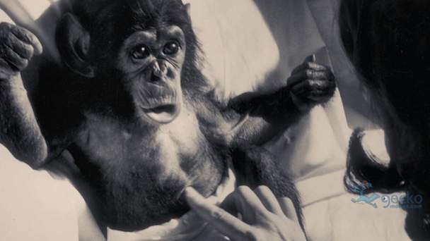 Project Nim - Concrete Playground