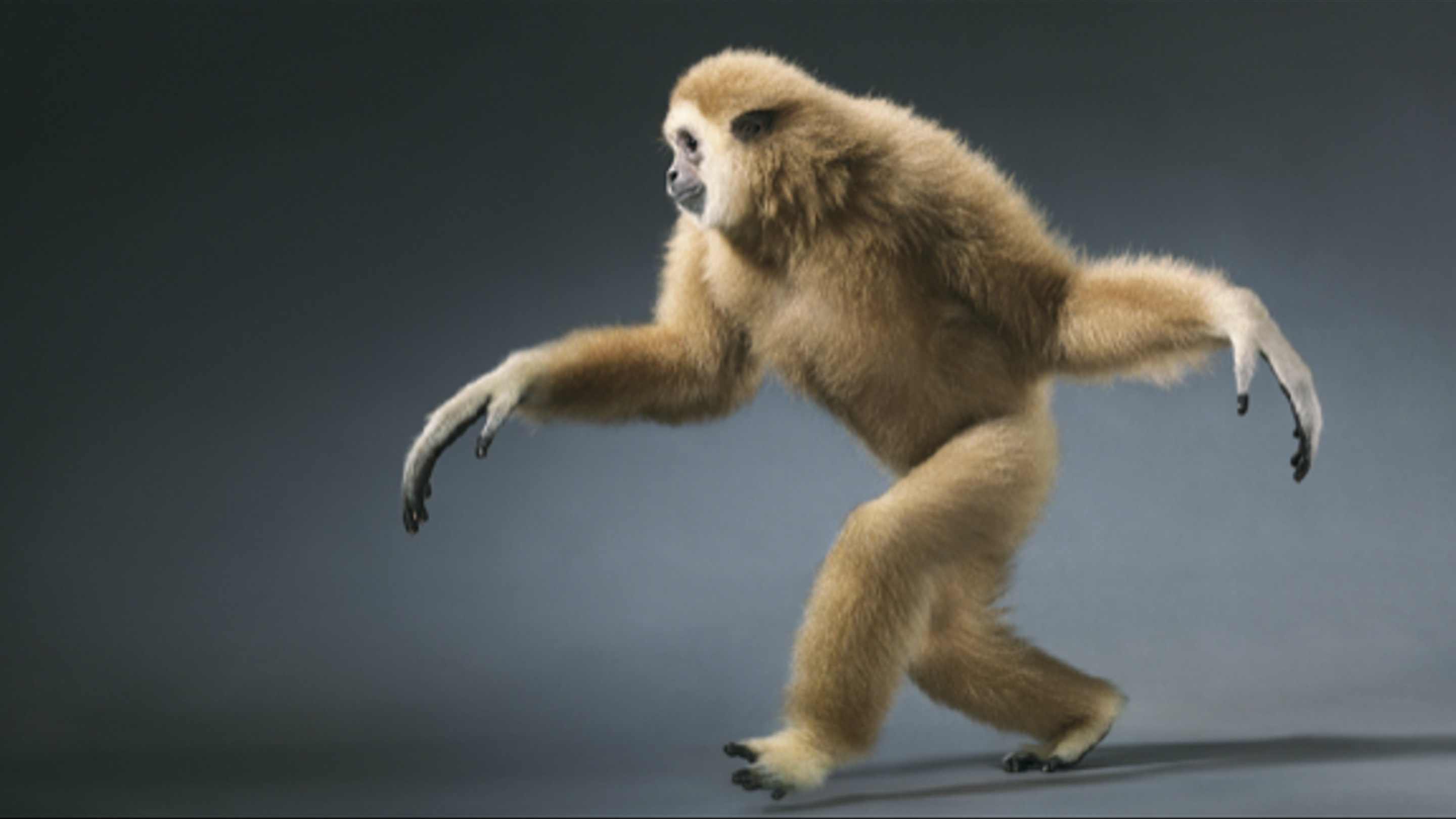 Striking Animal Portraits - Concrete Playground