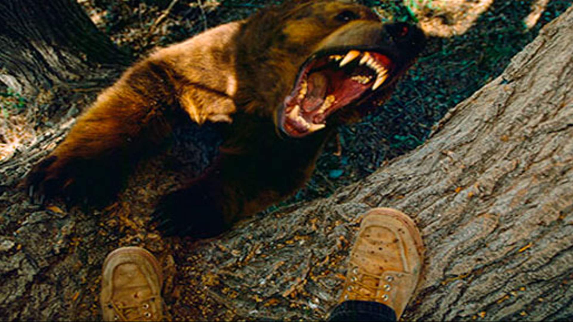 Grizzlies, Piranhas and Man-Eating Pigs, Auckland