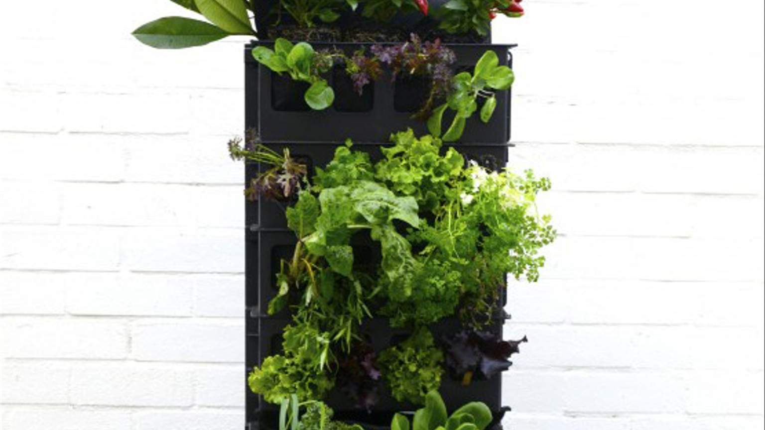 City Farming Goes Vertical with Edible Wall for Sydney Design ...