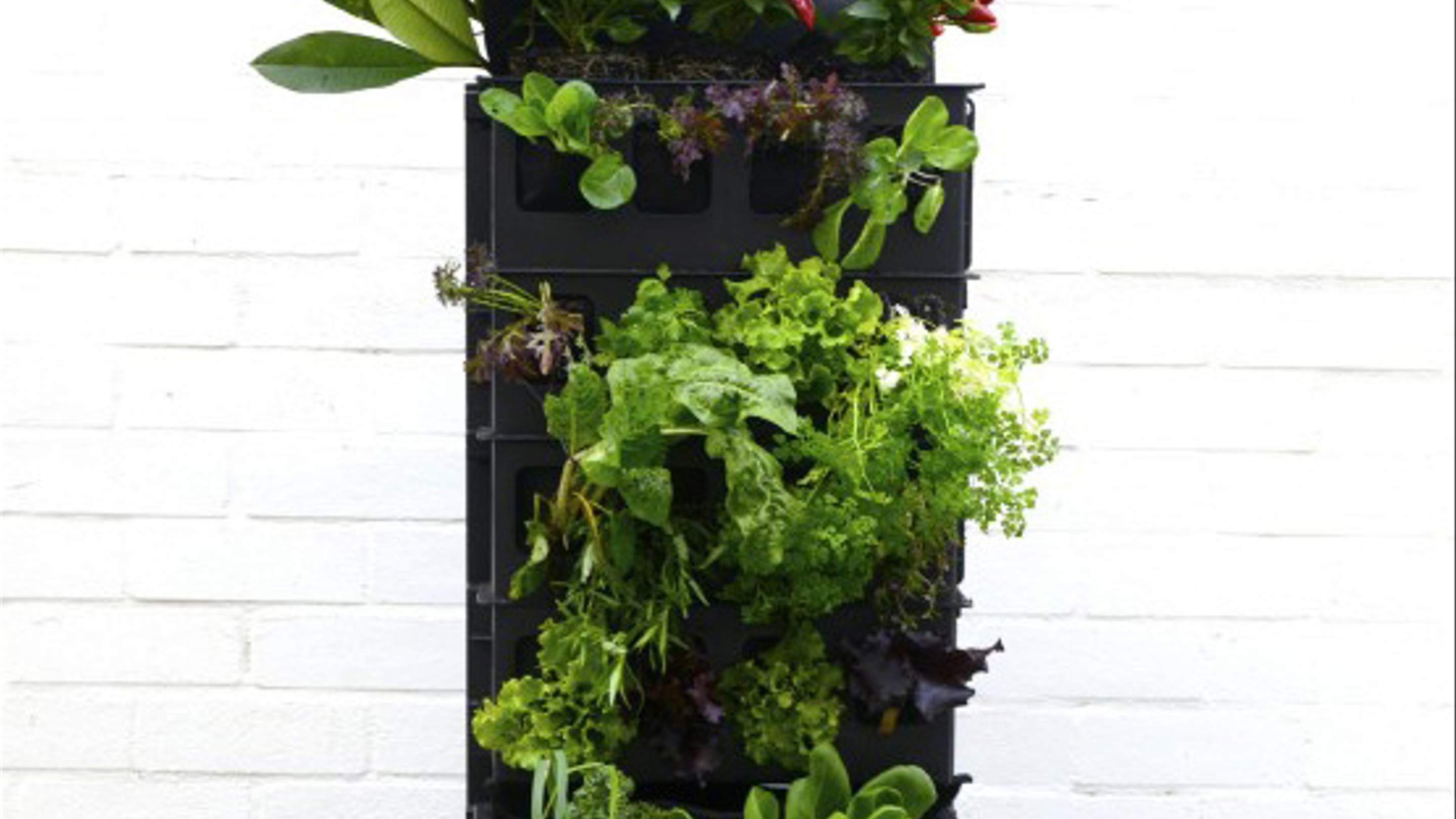 City Farming Goes Vertical with Edible Wall for Sydney Design ...