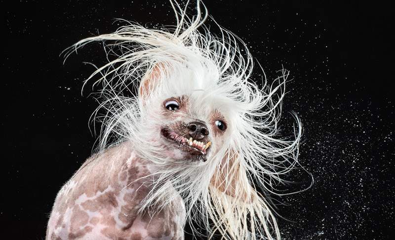 Laugh Uproariously at Dog Faces Photographed Mid-Shakedown - Concrete ...