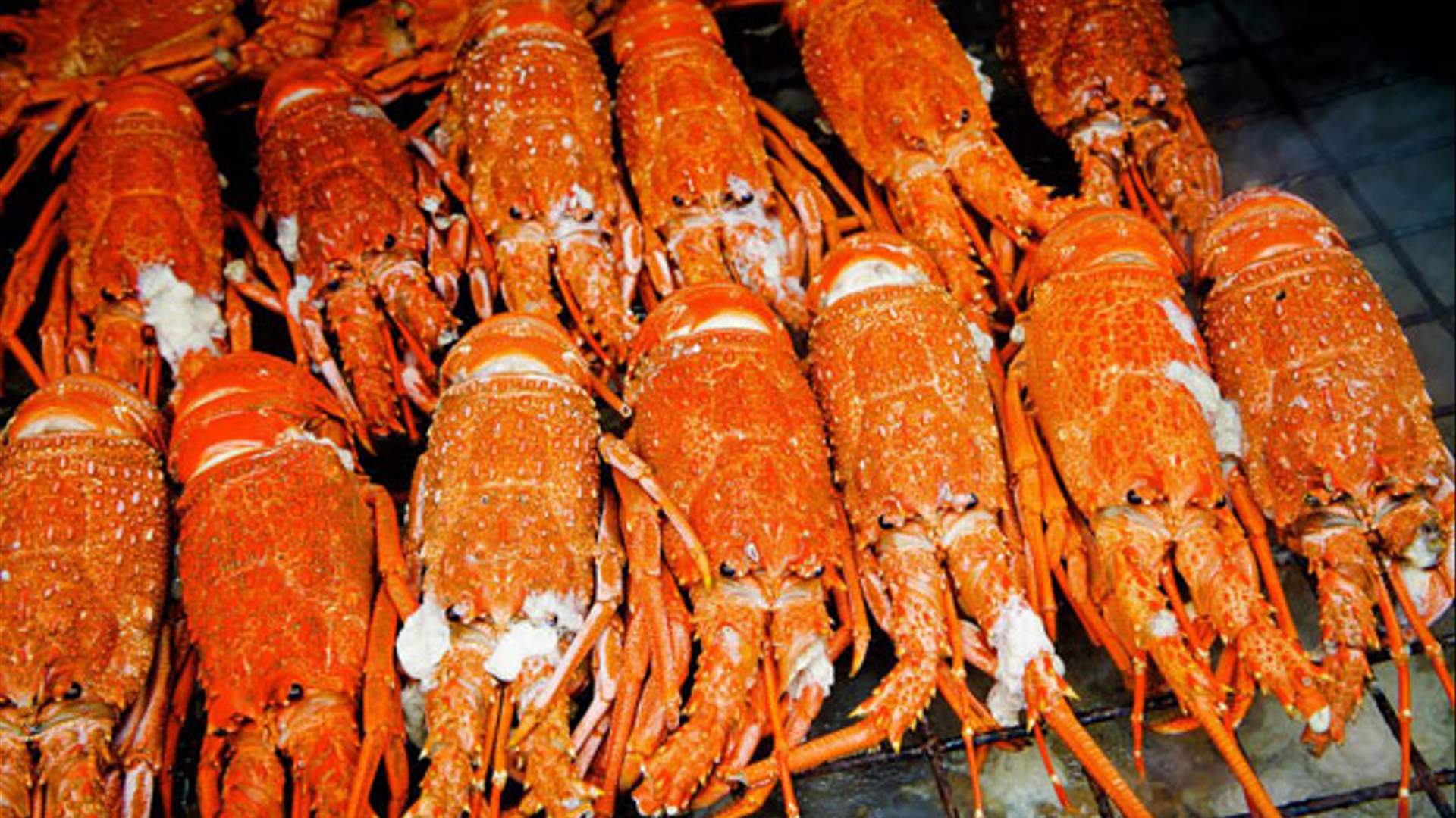 Five Things To Do At the Auckland Seafood Festival - Concrete Playground