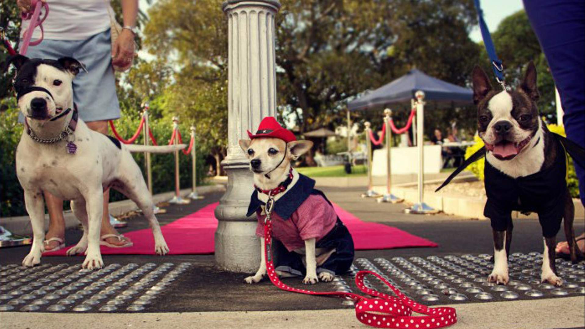 The Second Annual Easter Dog Parade, Sydney
