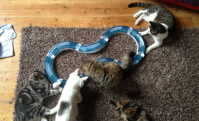 Meet the Cats Behind Australia’s First Cat Cafe - Concrete Playground
