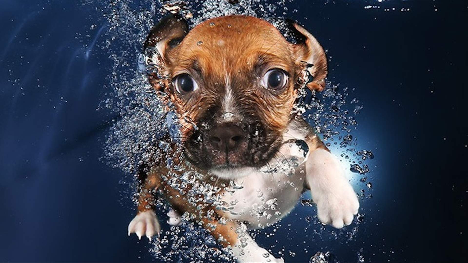 These Photographs of Underwater Puppies Will Explode Your Heart ...