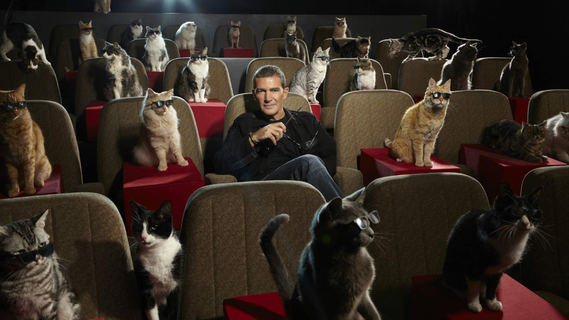 Great Kitten Could Be the World's First Cat Cinema - Concrete Playground