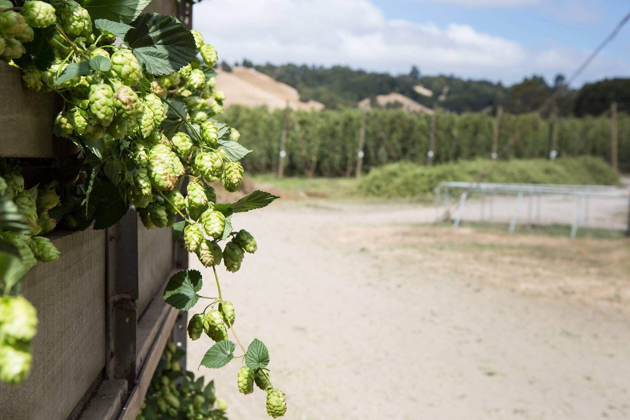 Fresh Hop 2016 - Concrete Playground