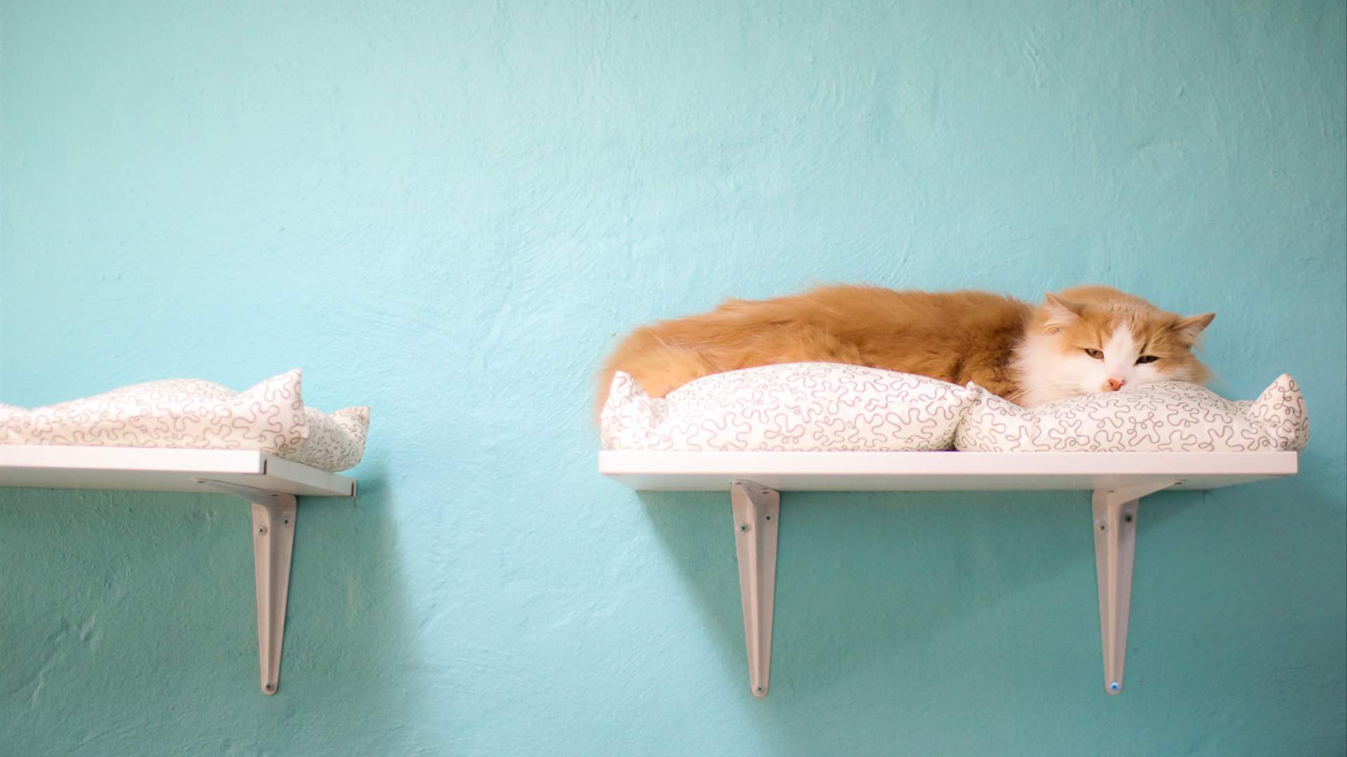 Meet the Cats of Sydney's New Spaced-Themed Cat Cafe - Concrete Playground