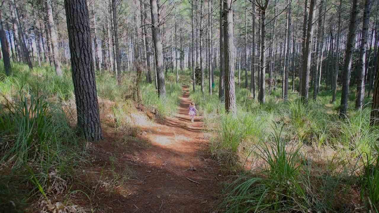 The Ten Best Runs Across Auckland - Concrete Playground