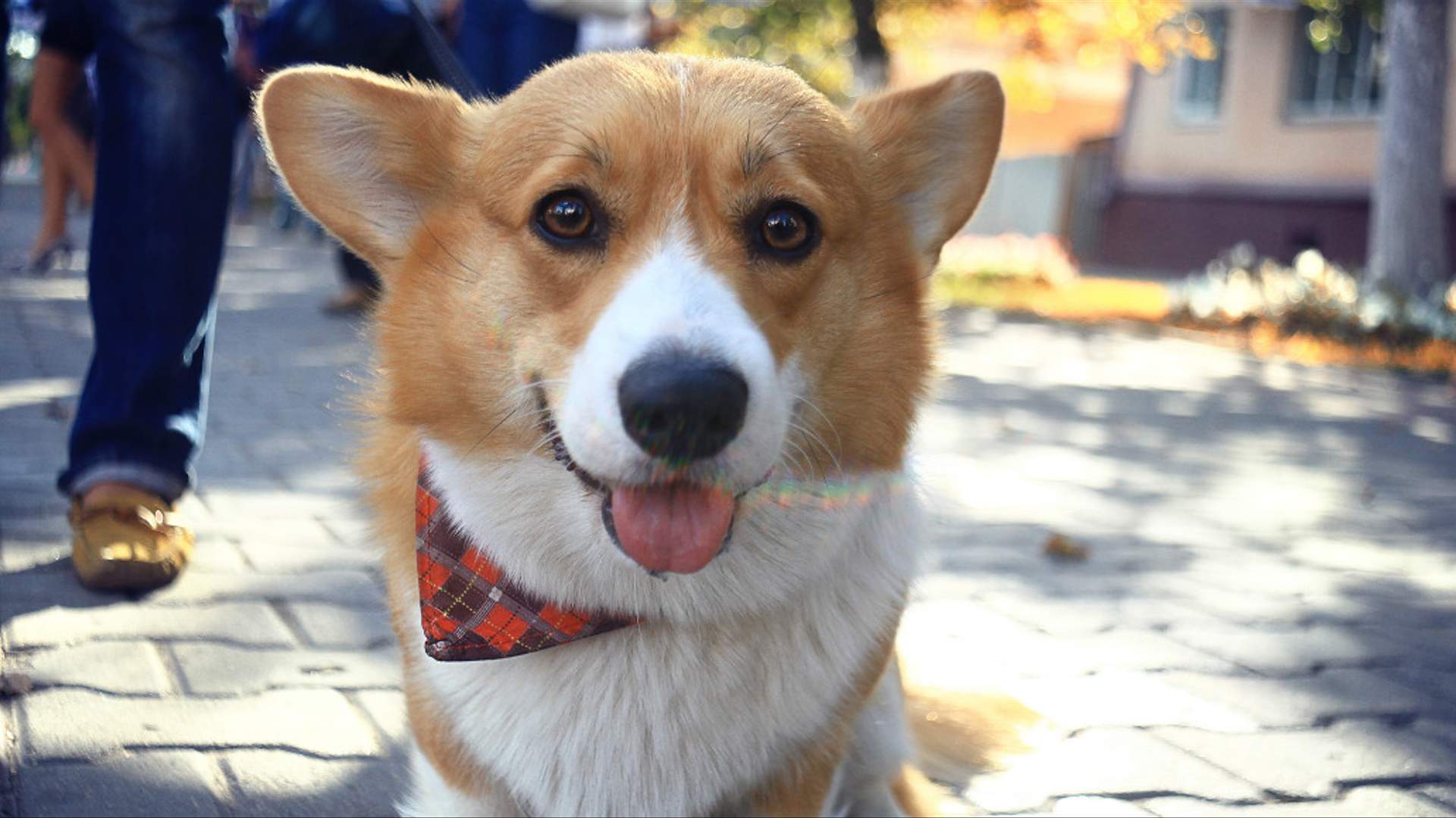 Cuckoo Callay Is Throwing an Adorable Weekend-Long Dog Festival ...