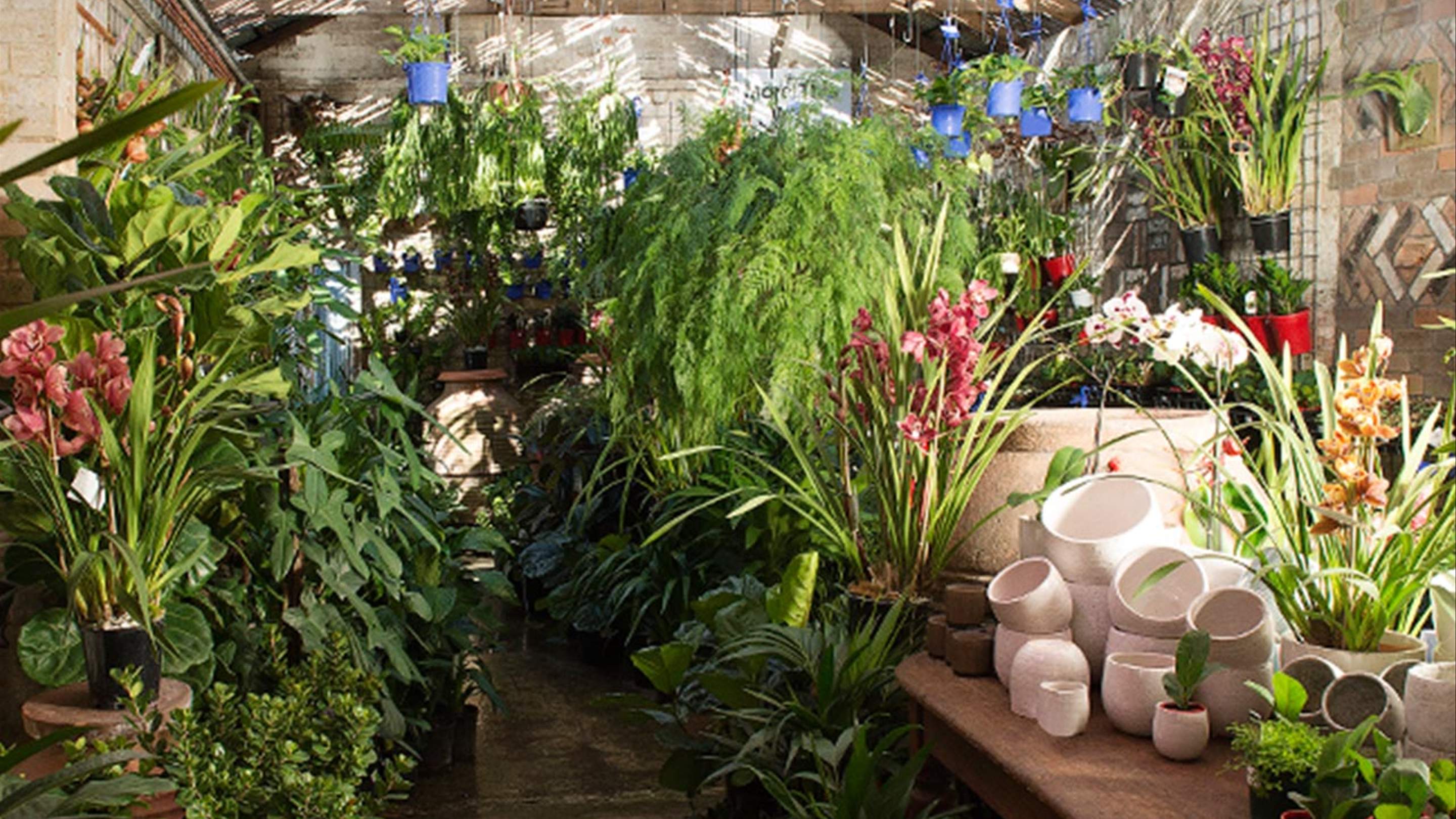 The Best Nurseries and Plant Shops in Brisbane for 2024