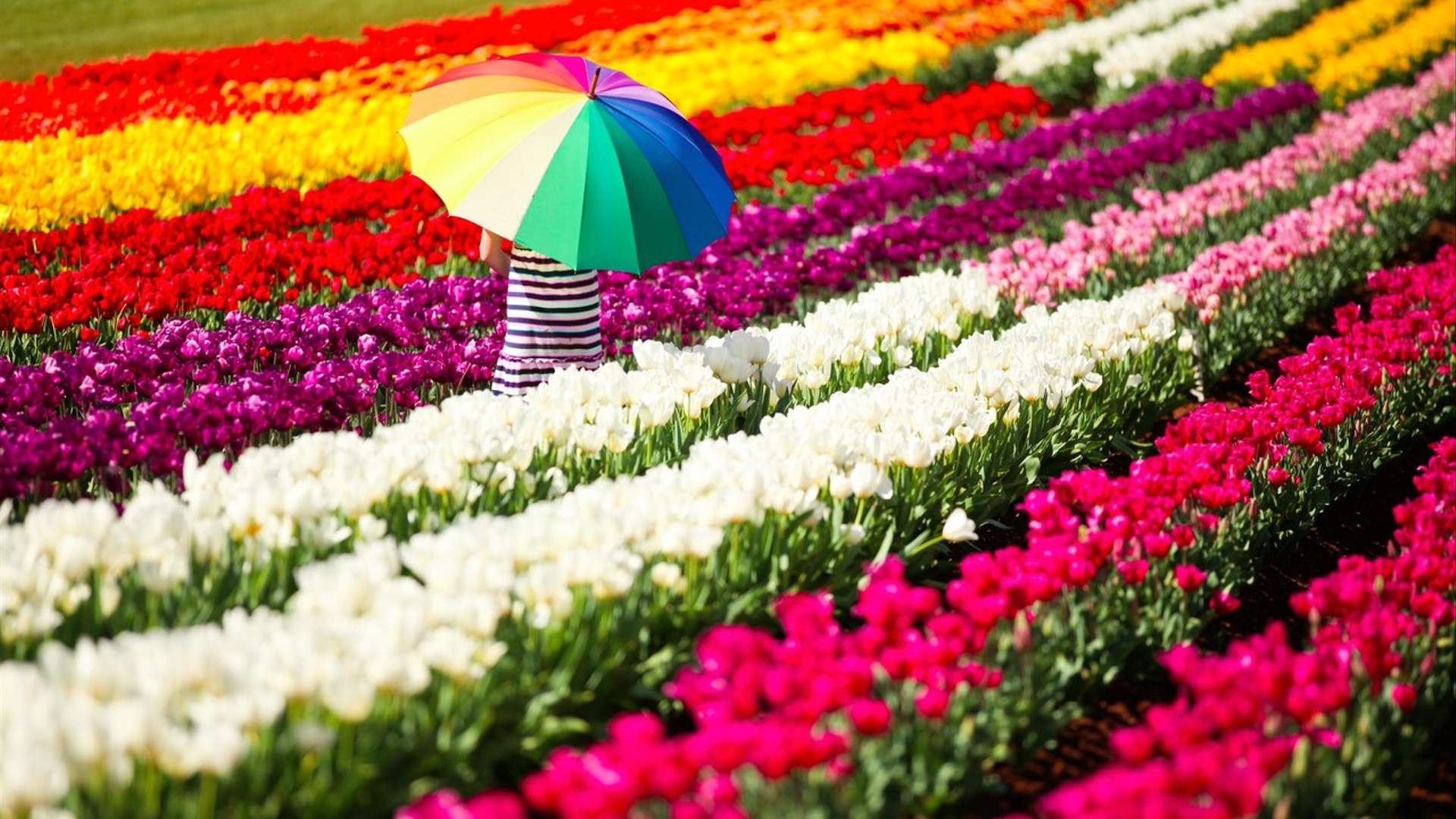 Tesselaar Tulip Festival 2019, Melbourne