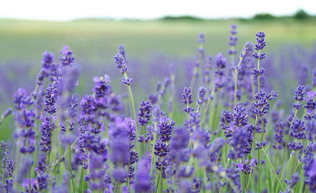 Warratina Lavender Farm Open Garden Weekend - Concrete Playground