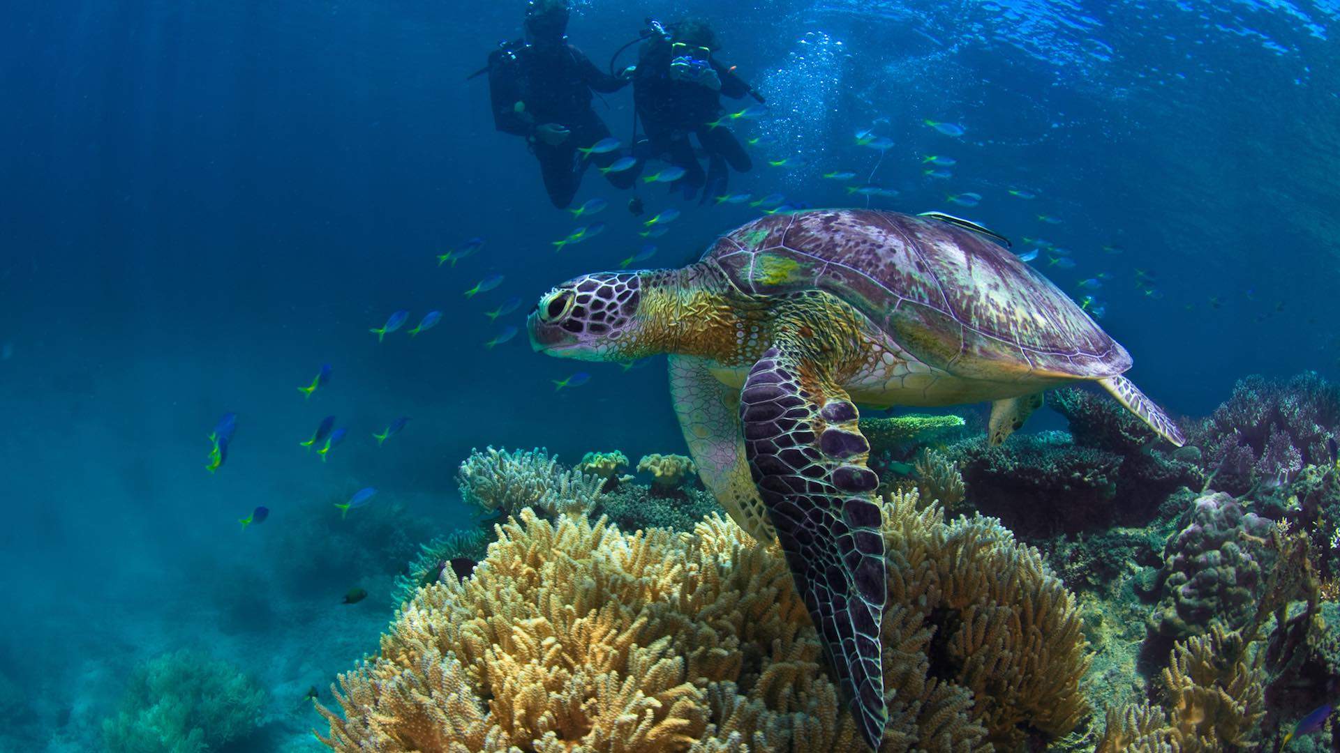 Underwater Photographer Jemma Craig's Top Ten Things to Do in Cairns ...