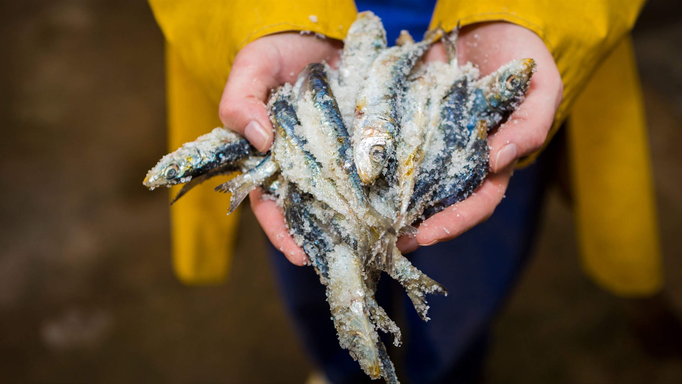 Slow Fish Festival: Save Our Seafood - Concrete Playground