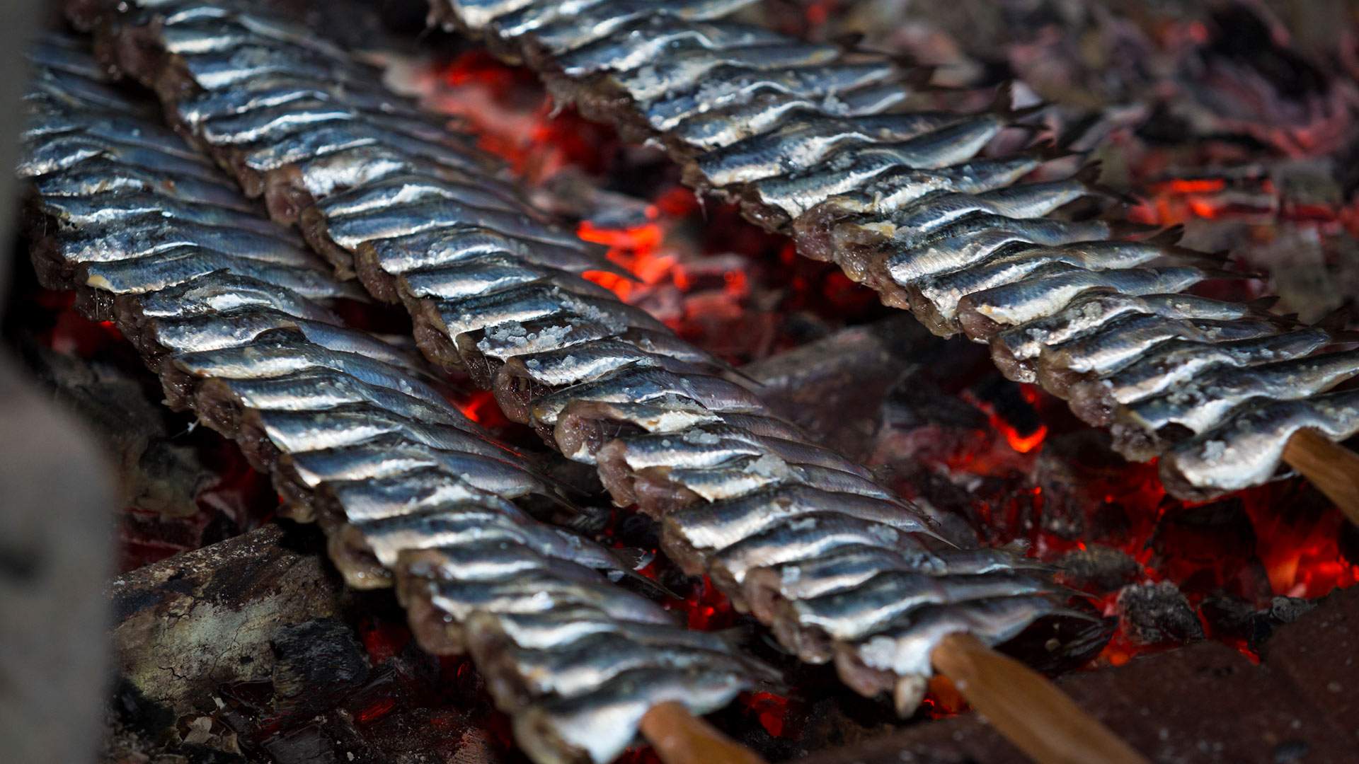 Slow Fish Festival: Save Our Seafood - Concrete Playground