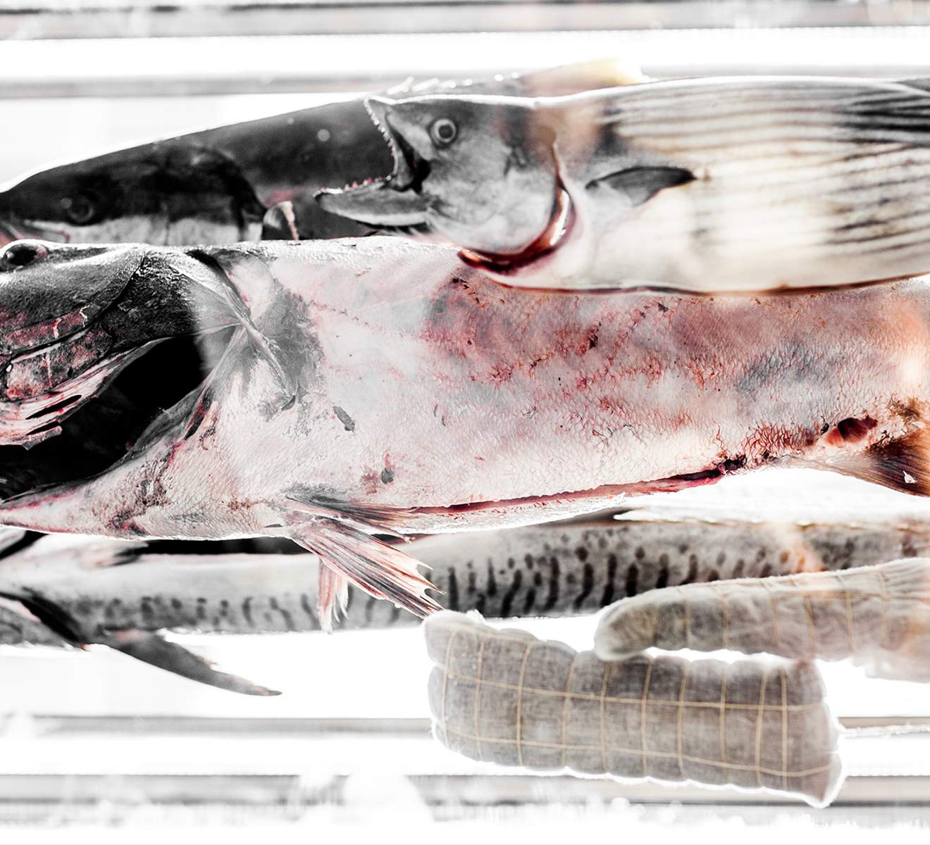 Fish Butchery - Concrete Playground