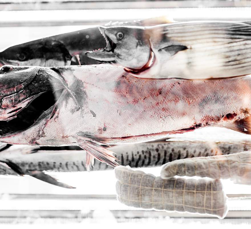 Fish Butchery - Concrete Playground