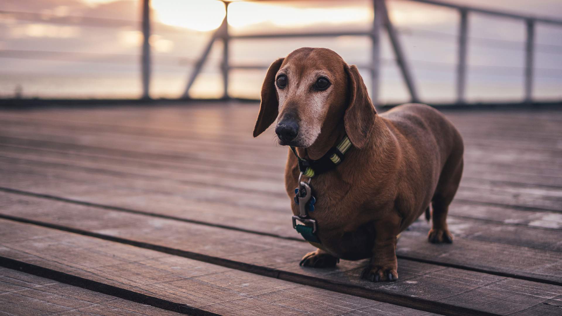 A Museum Dedicated to Dachshunds Has Opened in Germany - Concrete ...