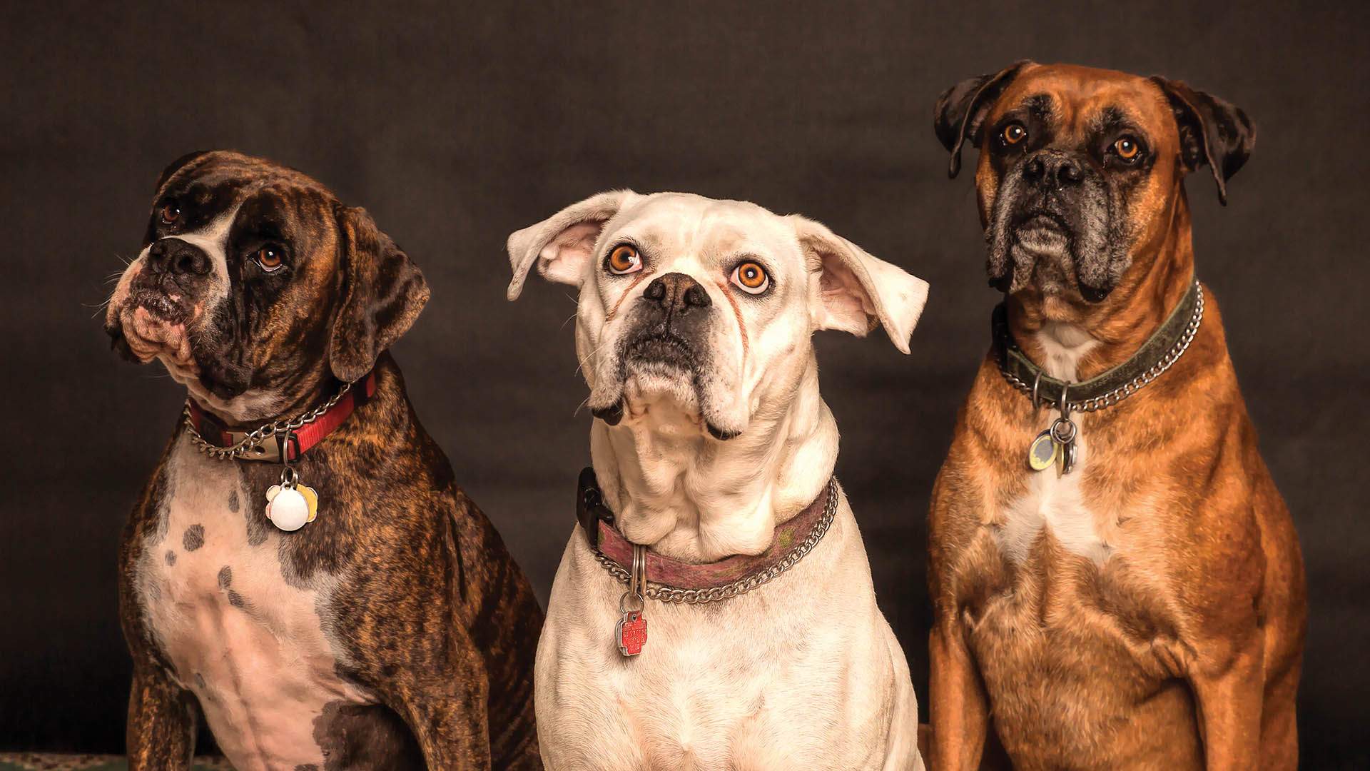 Big Dog Festival, Brisbane