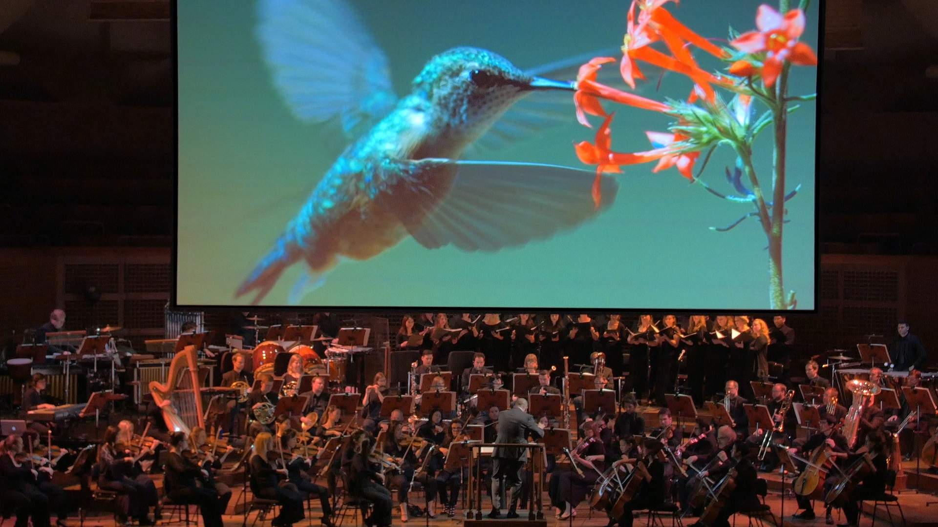 A Concert Series Pairing National Geographic Footage with a Live ...