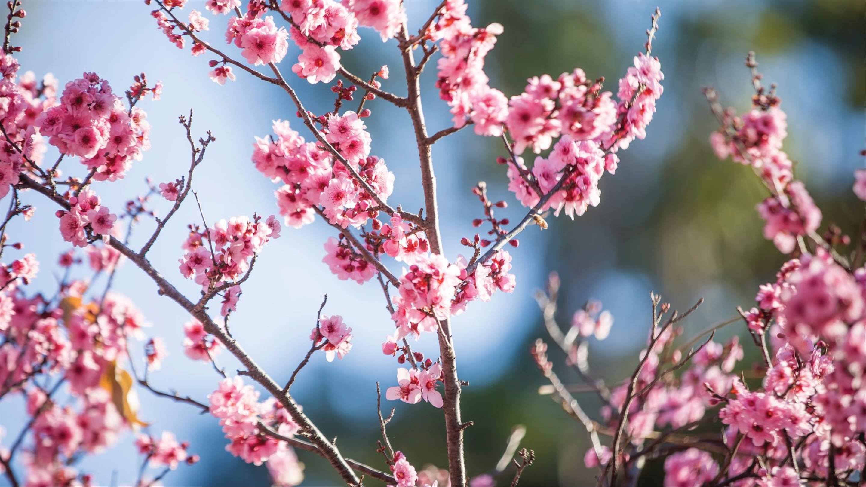 Sydney Cherry Blossom Festival 2022 - Concrete Playground