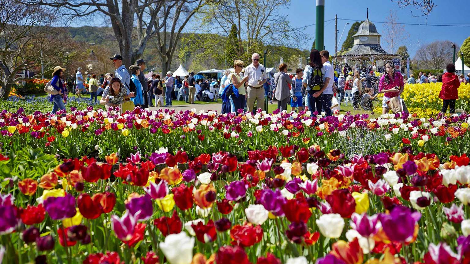 Tulip Time - Concrete Playground