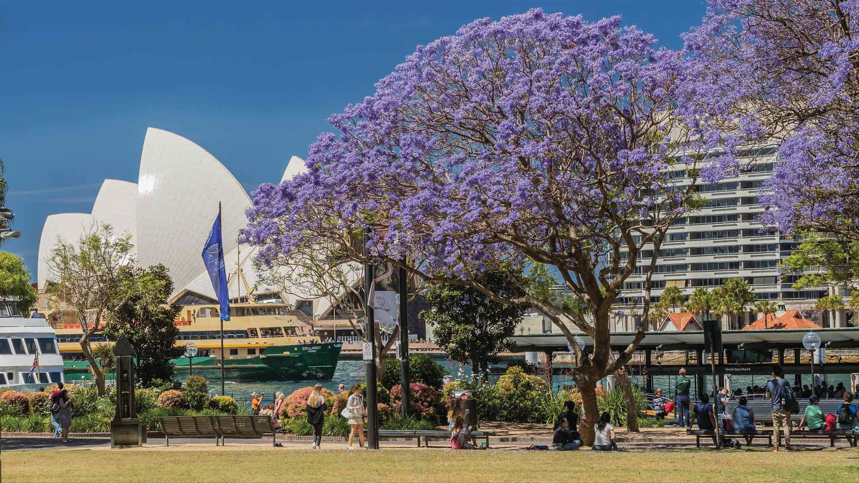 The Best Places to See Sydney's Jacarandas Bloom This Spring