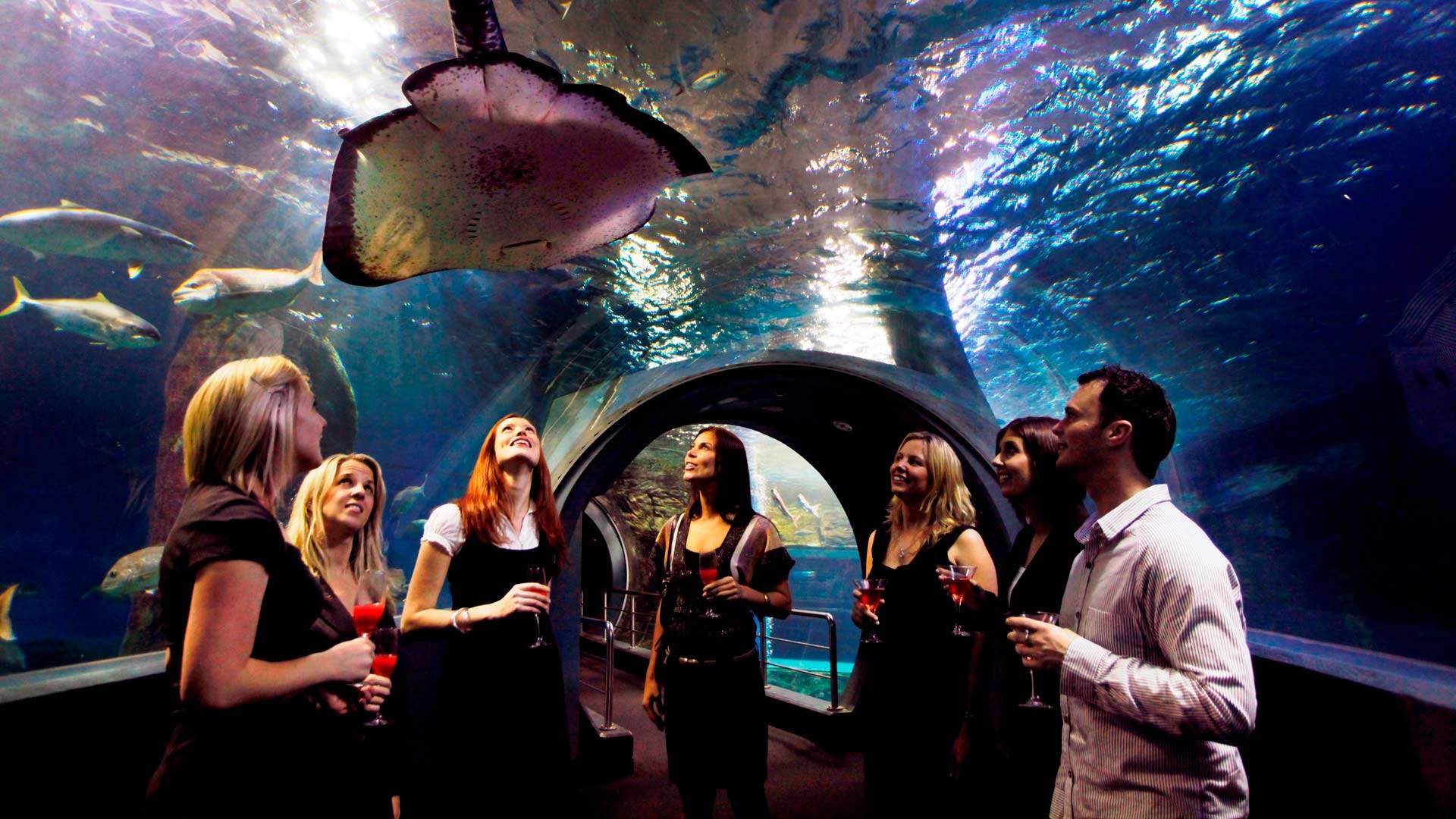 Sea Life Nights 2019 - Concrete Playground