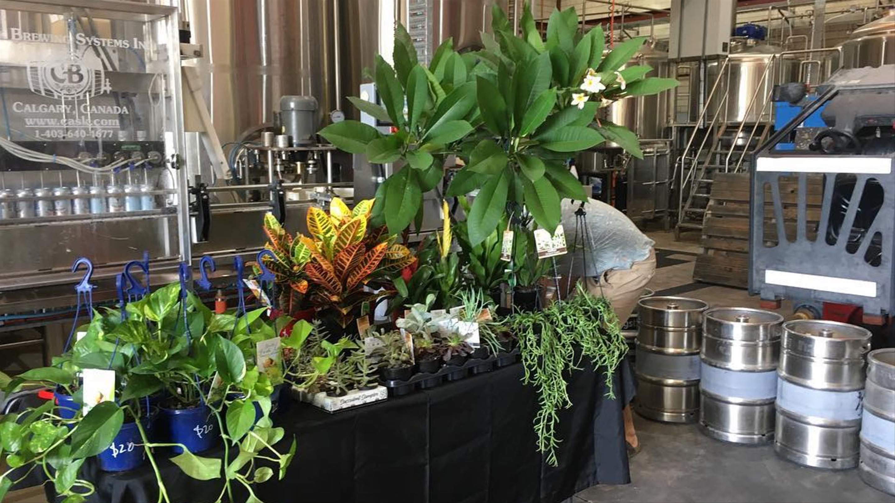 Yulli's Brewery Markets - Concrete Playground