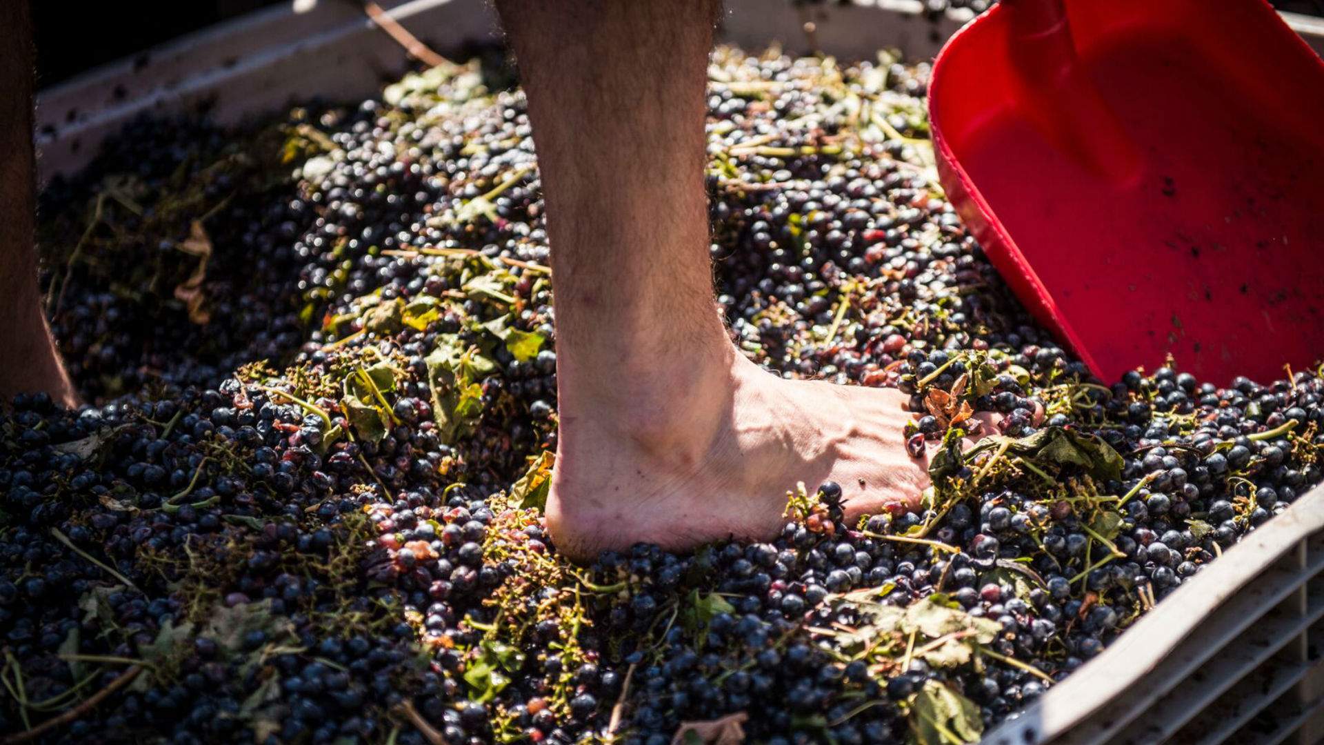 Harvest Grape Stomping, Sydney