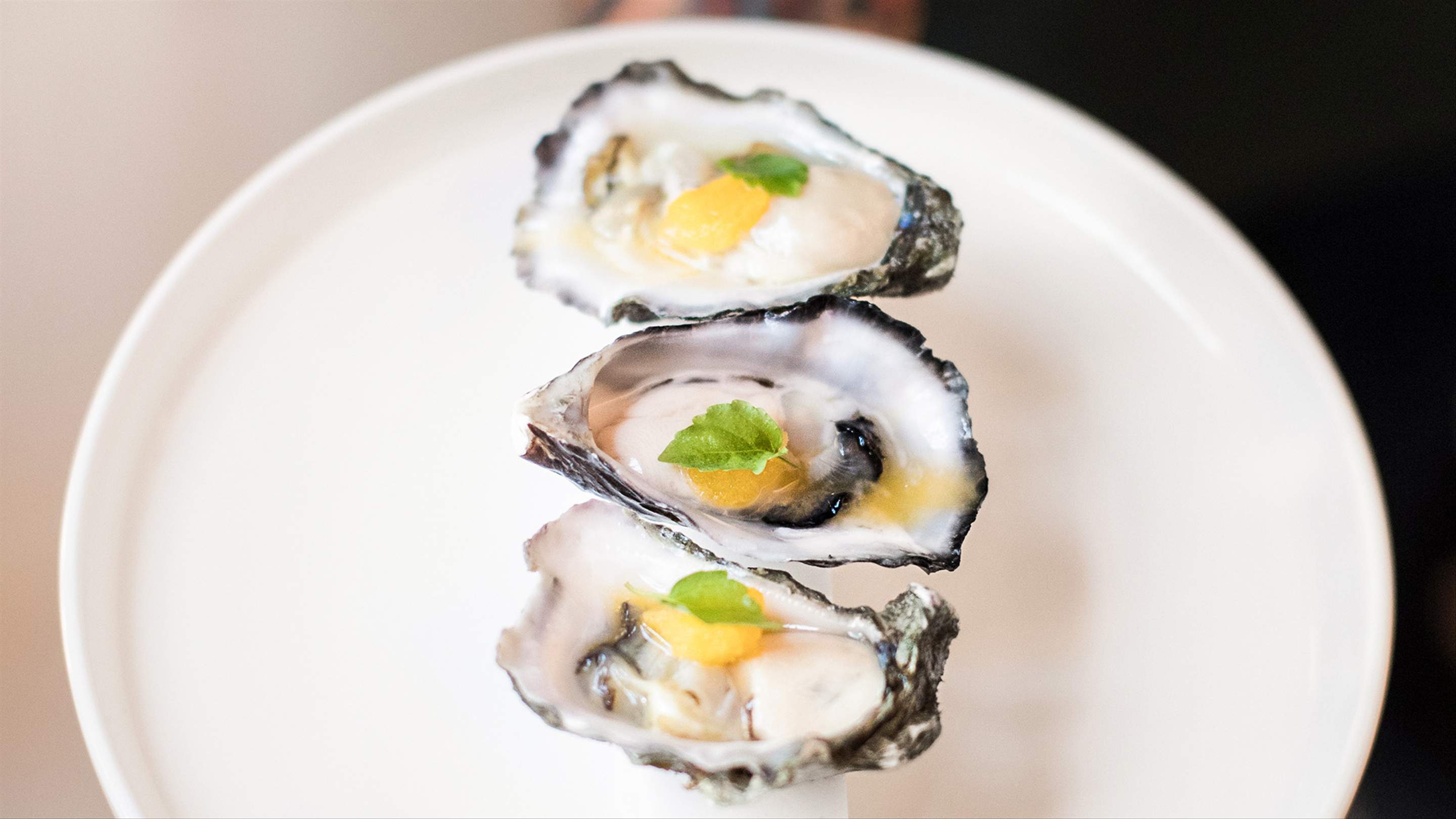 Maybe Sammy, The Rocks Review