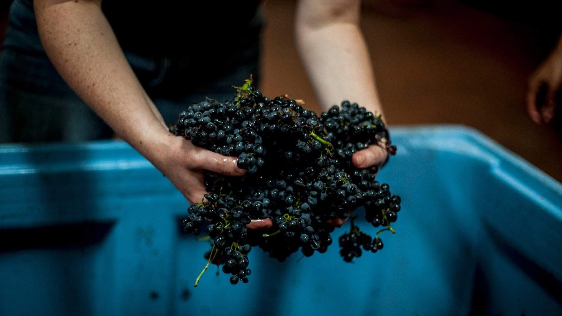 Noisy Ritual Urban Winery Pop-Up Fermentation Bar, Melbourne