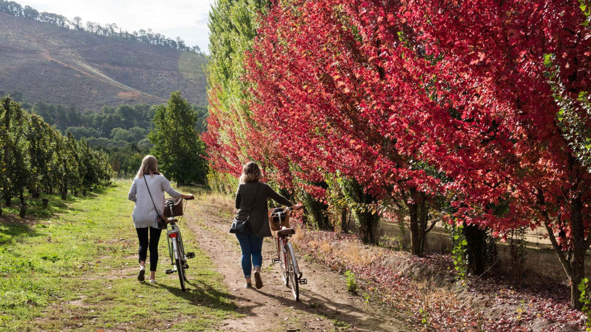 Top Autumnal Sights to See in Regional Victoria This Season - Concrete ...