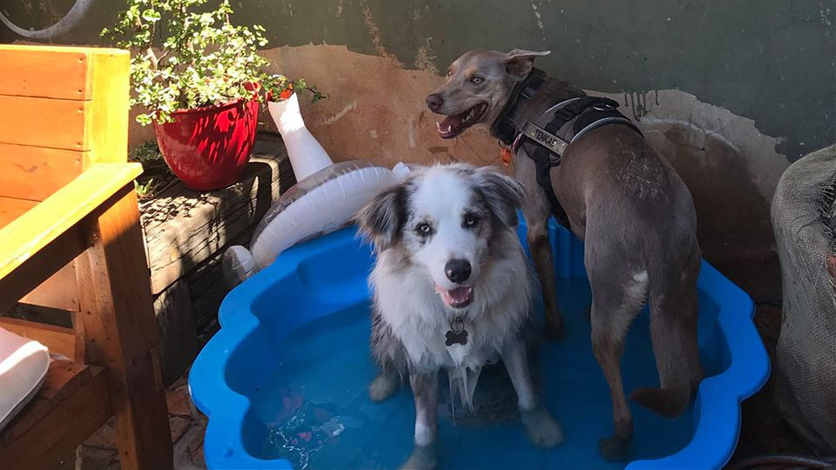 Pale Tails Doggo Pool Party - Concrete Playground