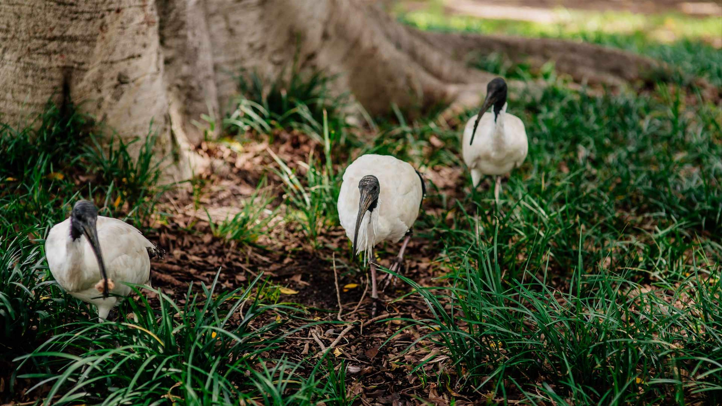 The Humble Bin Chicken Is the Hero of Sydney Zoo's New Exhibit ...