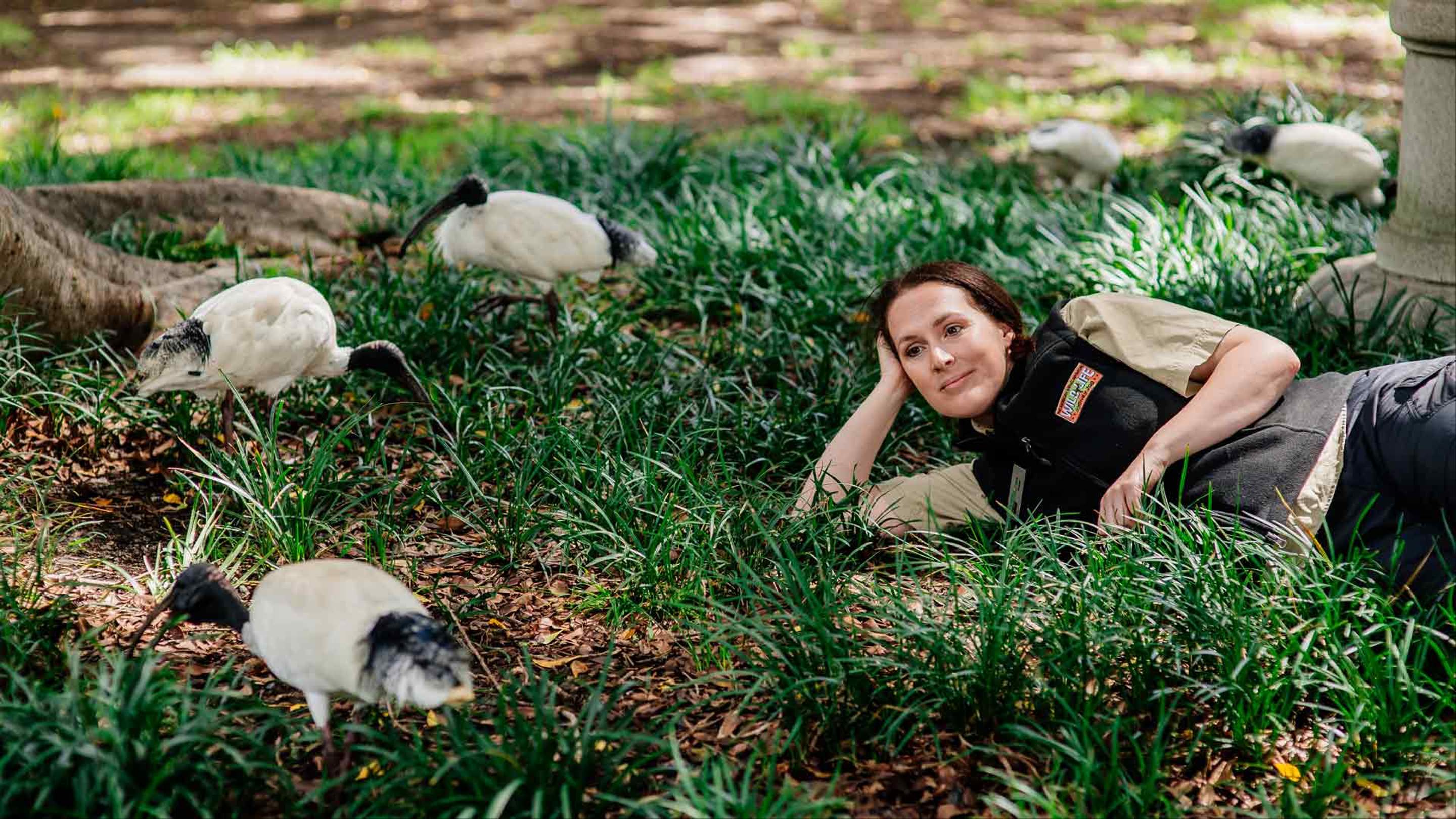 The Humble Bin Chicken Is the Hero of Sydney Zoo's New Exhibit ...