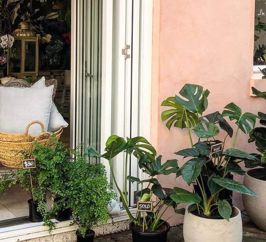 Poppies and Amber - Concrete Playground