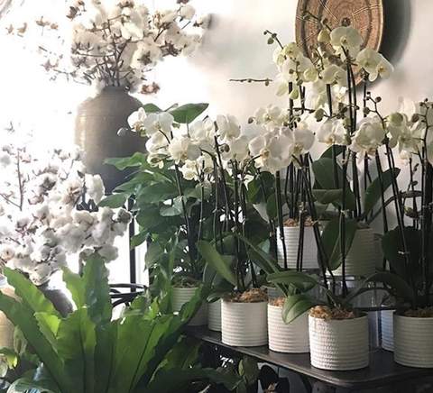 Merchant & Green - Concrete Playground