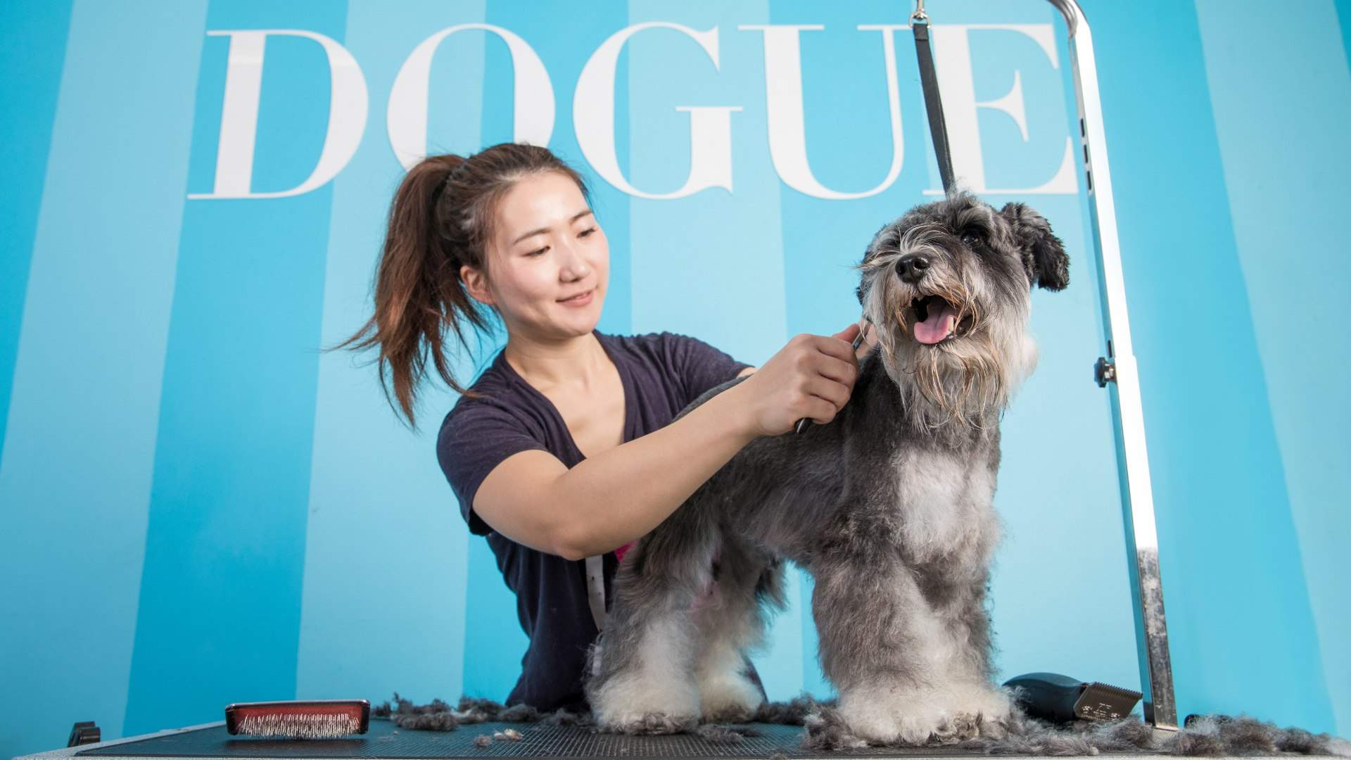 DOGUE Bondi - Concrete Playground