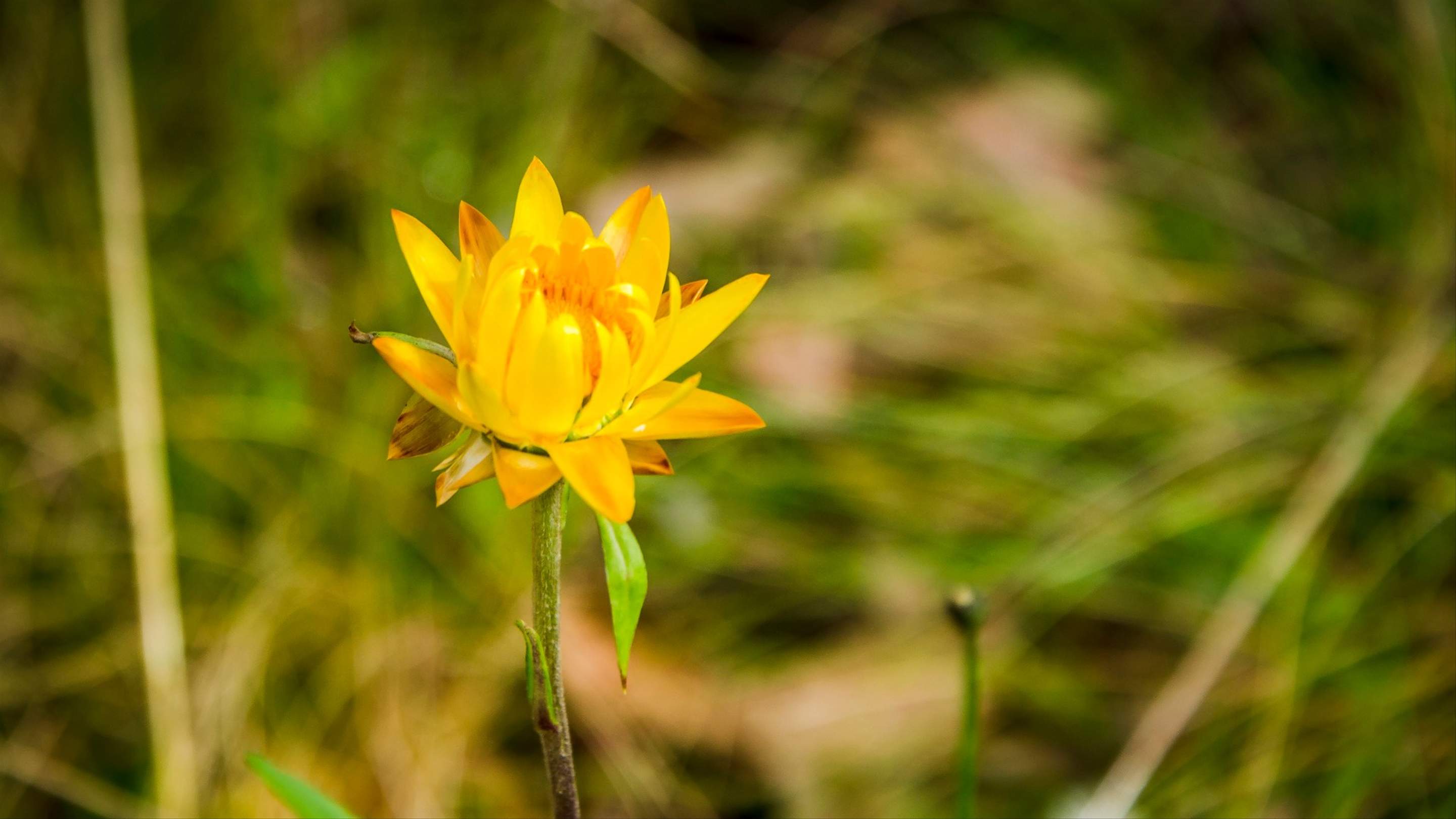 The Best Places to See Wildflowers Around Australia This Spring ...