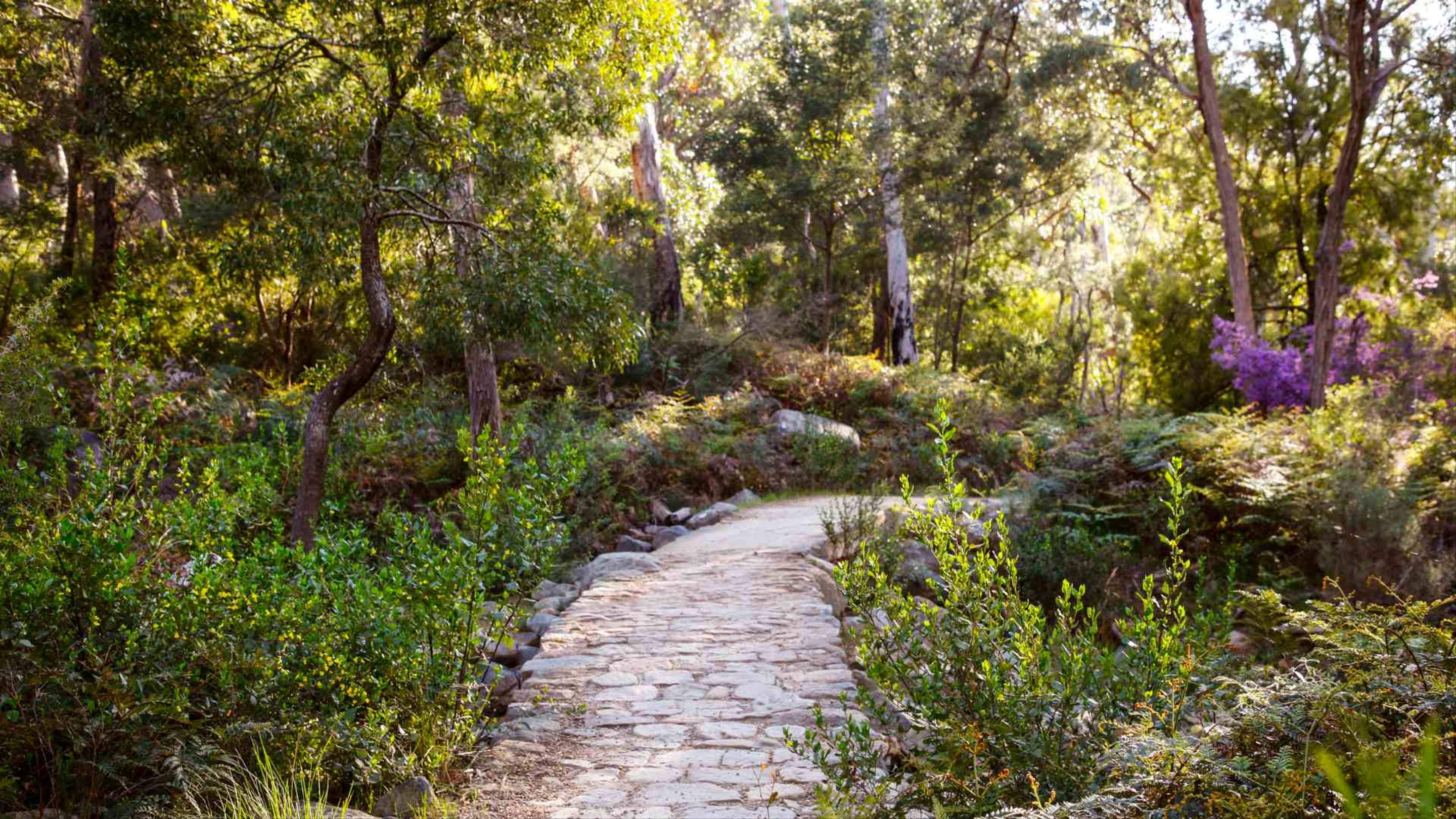 The Best Places to See Wildflowers Around Australia This Spring ...