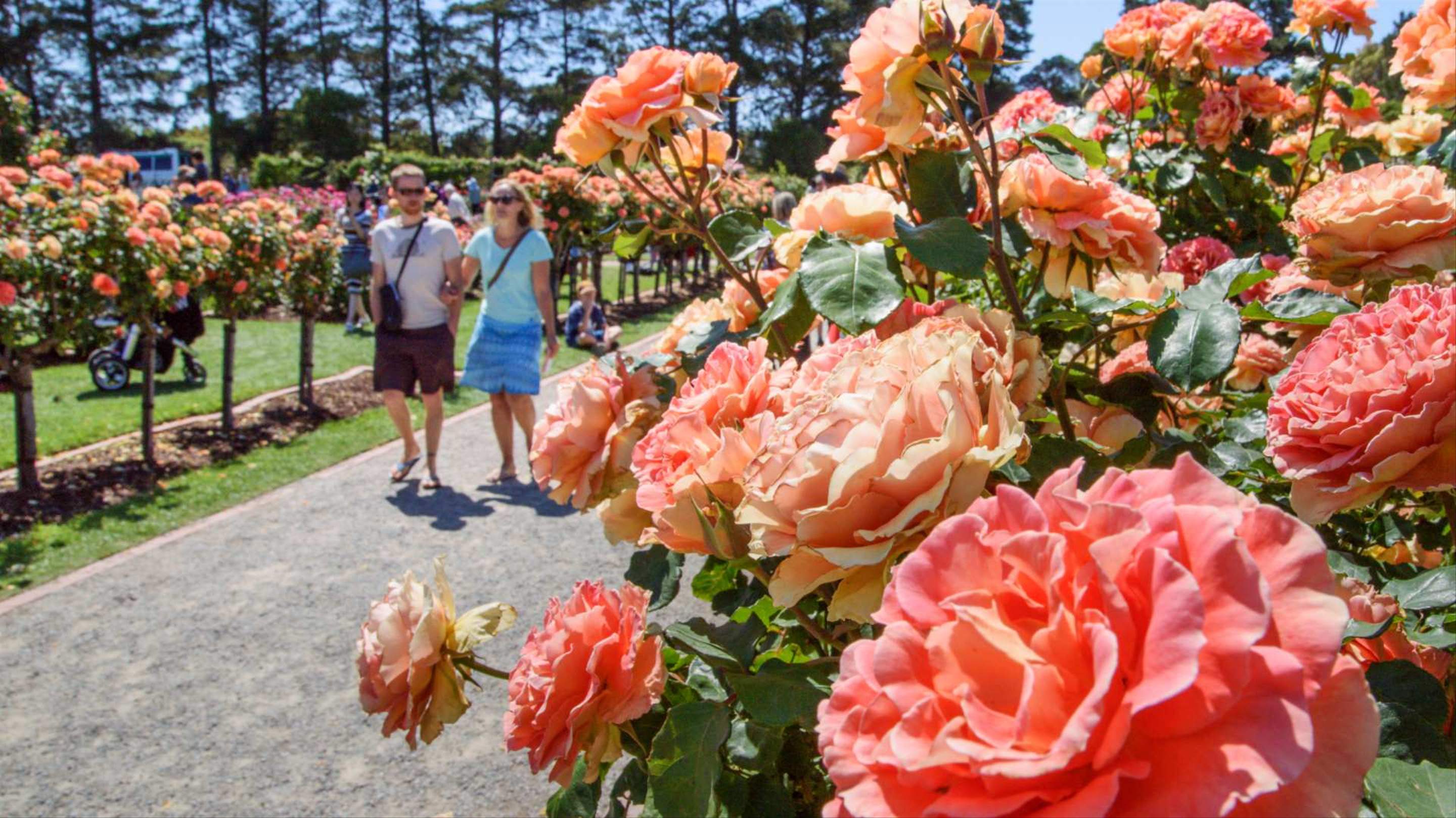 State Rose and Garden Show at Werribee Park: All the Details