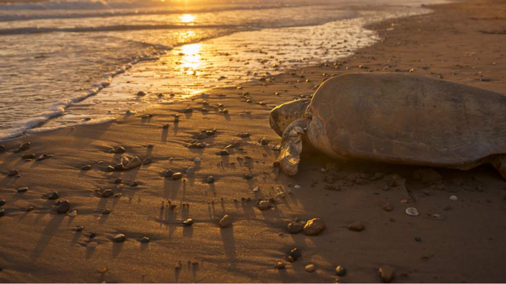 Mon Repos Nightly Turtle Encounter - Concrete Playground
