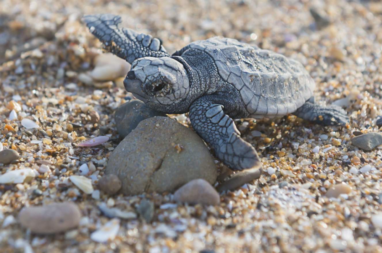 Mon Repos Nightly Turtle Encounter - Concrete Playground