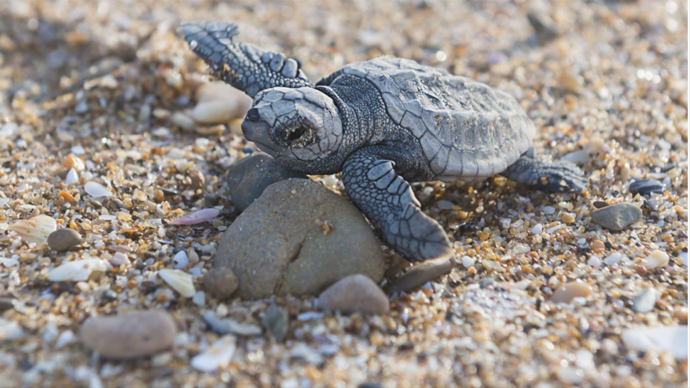 Five Epic Animal Encounters You Can Only Experience in Bundaberg ...
