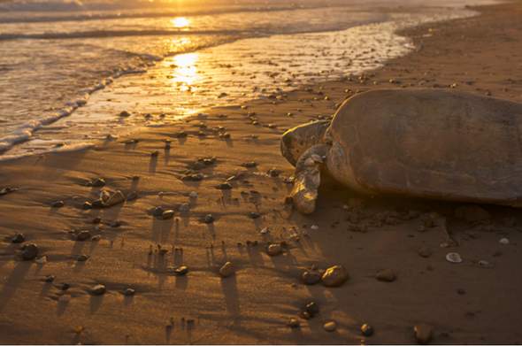 Mon Repos Nightly Turtle Encounter - Concrete Playground