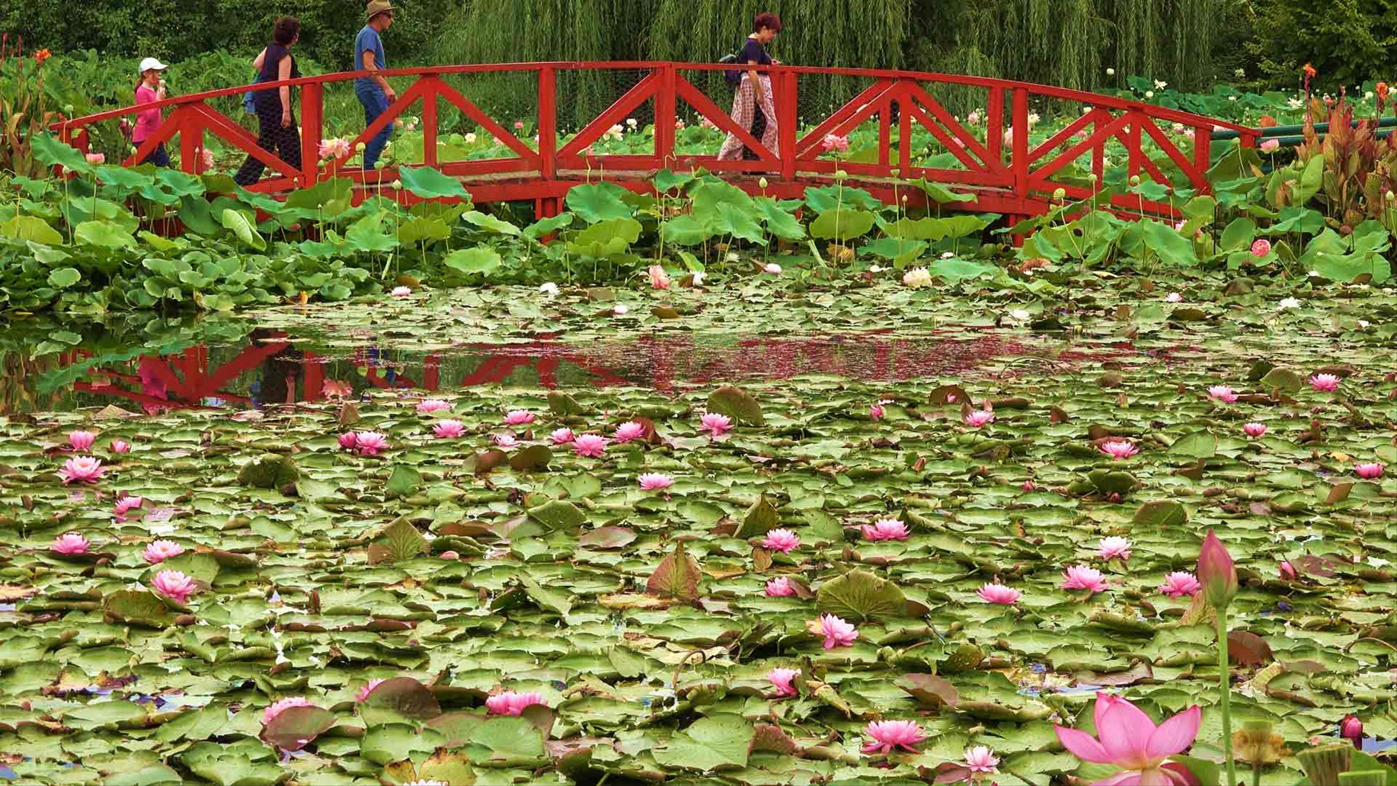 Blue Lotus Water Garden 2019–20 - Concrete Playground